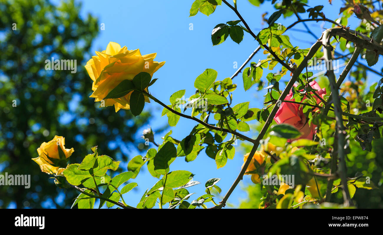 Rose garden blue sky hi-res stock photography and images - Alamy