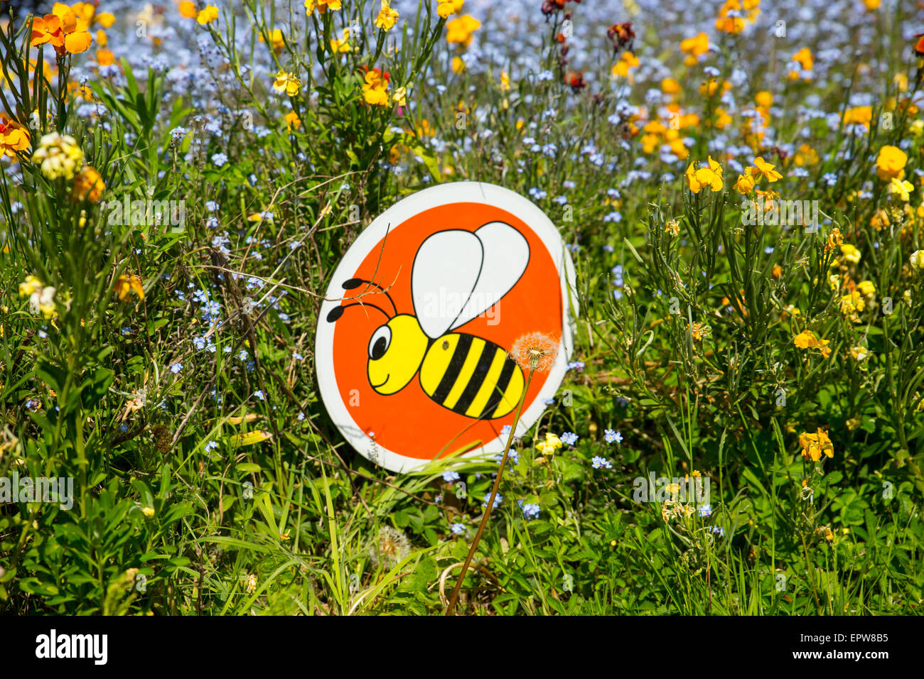 An area of wild flowers devoted to helping bees Stock Photo - Alamy
