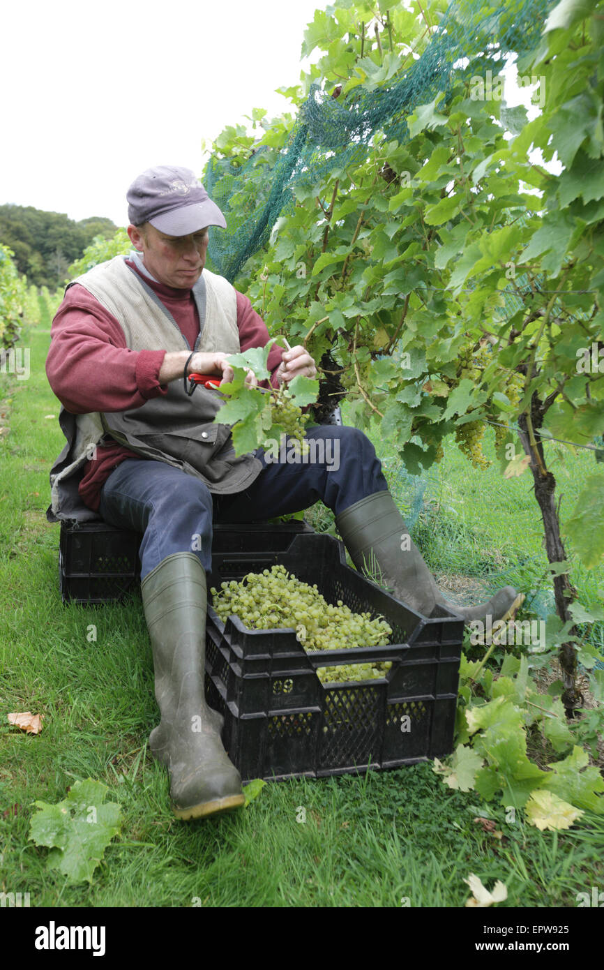 Parva farm vineyard hi-res stock photography and images - Alamy