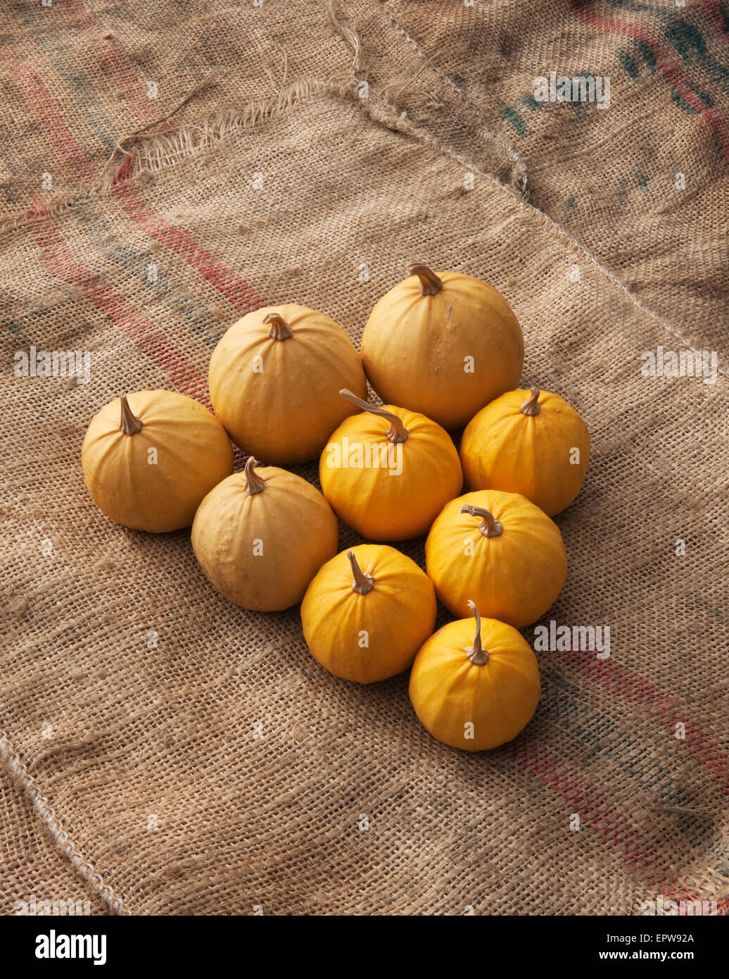 Home grown squash from heritage seed variety Ram's Kodu. Picked late ...