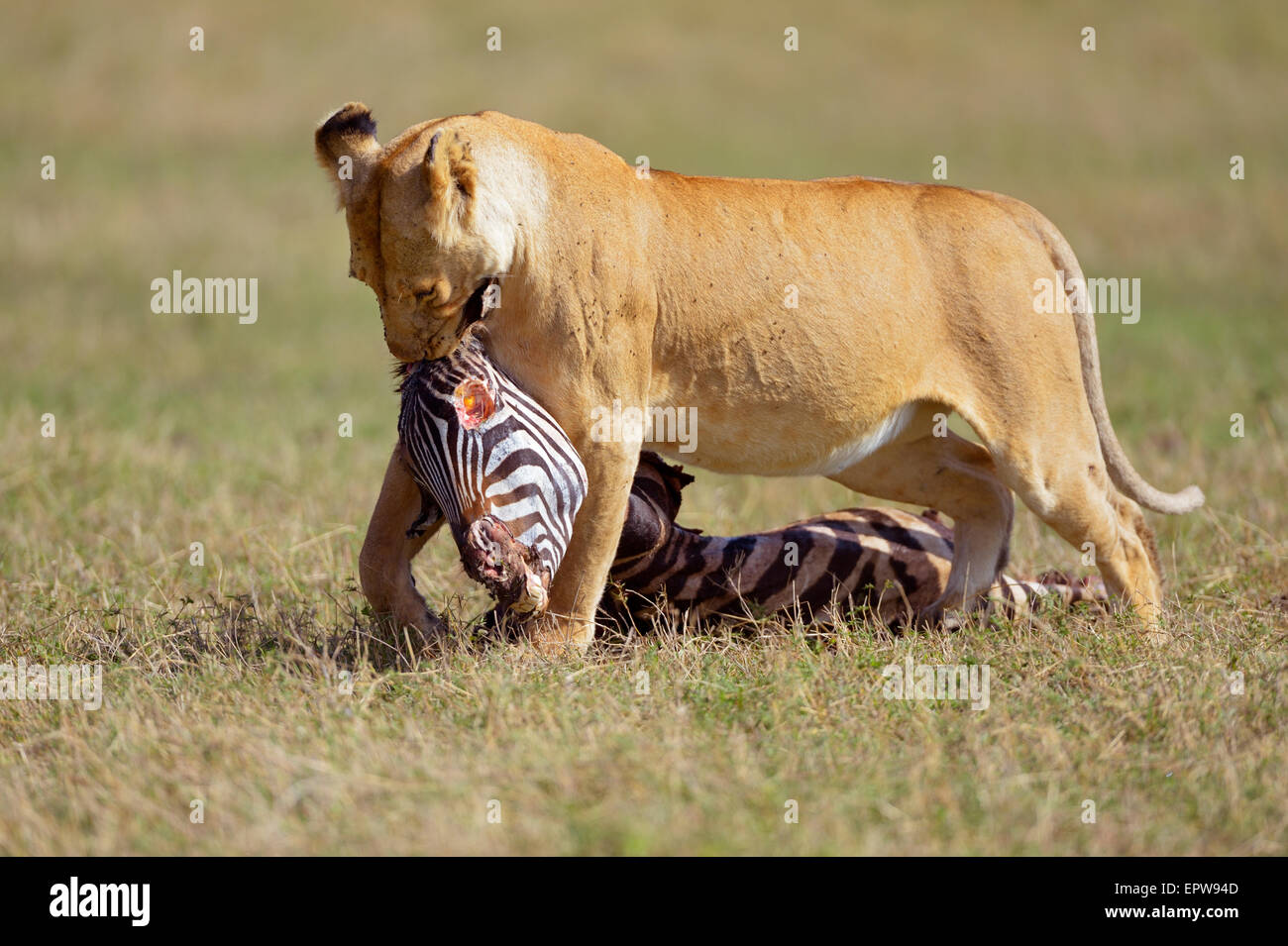 Lioness (Panthera leo) dragging a zebra carcass, Maasai Mara National ...