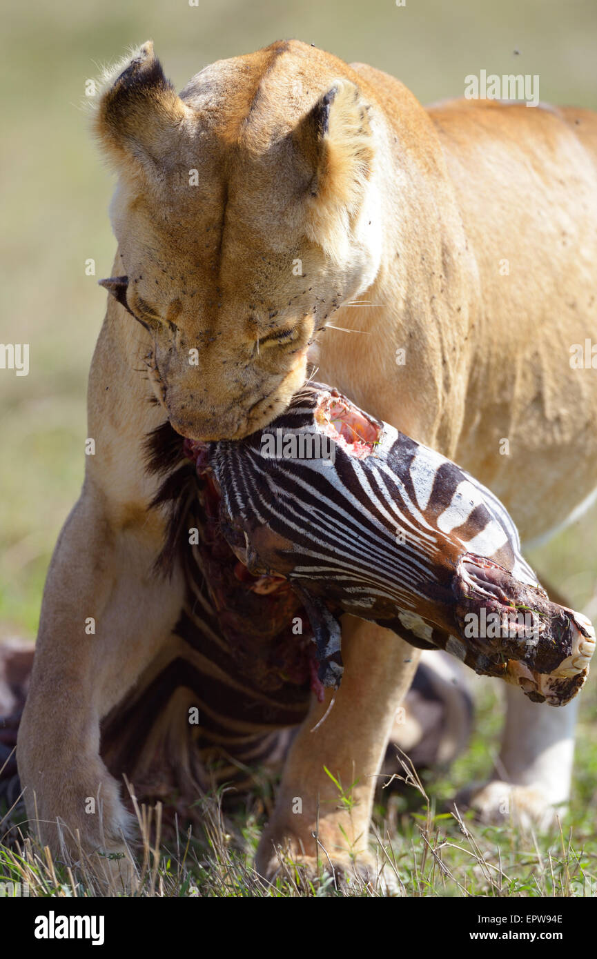 Lioness (Panthera leo) dragging a zebra carcass, Maasai Mara National ...