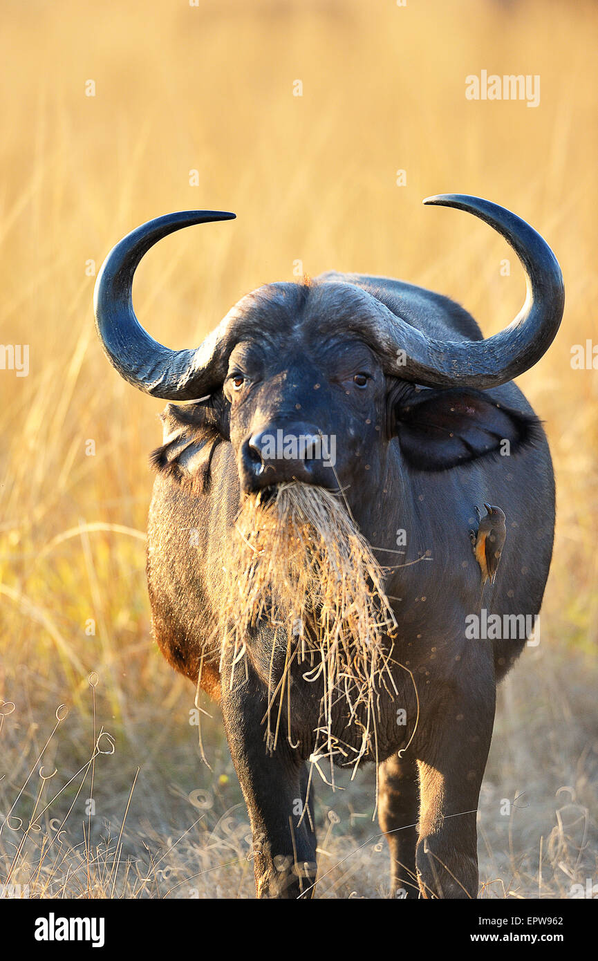 African Buffalo or Cape Buffalo (Syncerus caffer), feeding, an oxpecker ...