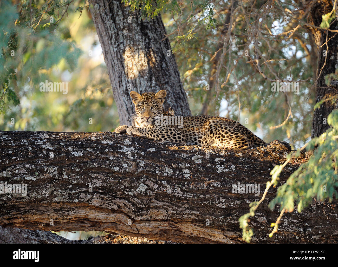 Panthera pardus cub tree hi-res stock photography and images - Alamy