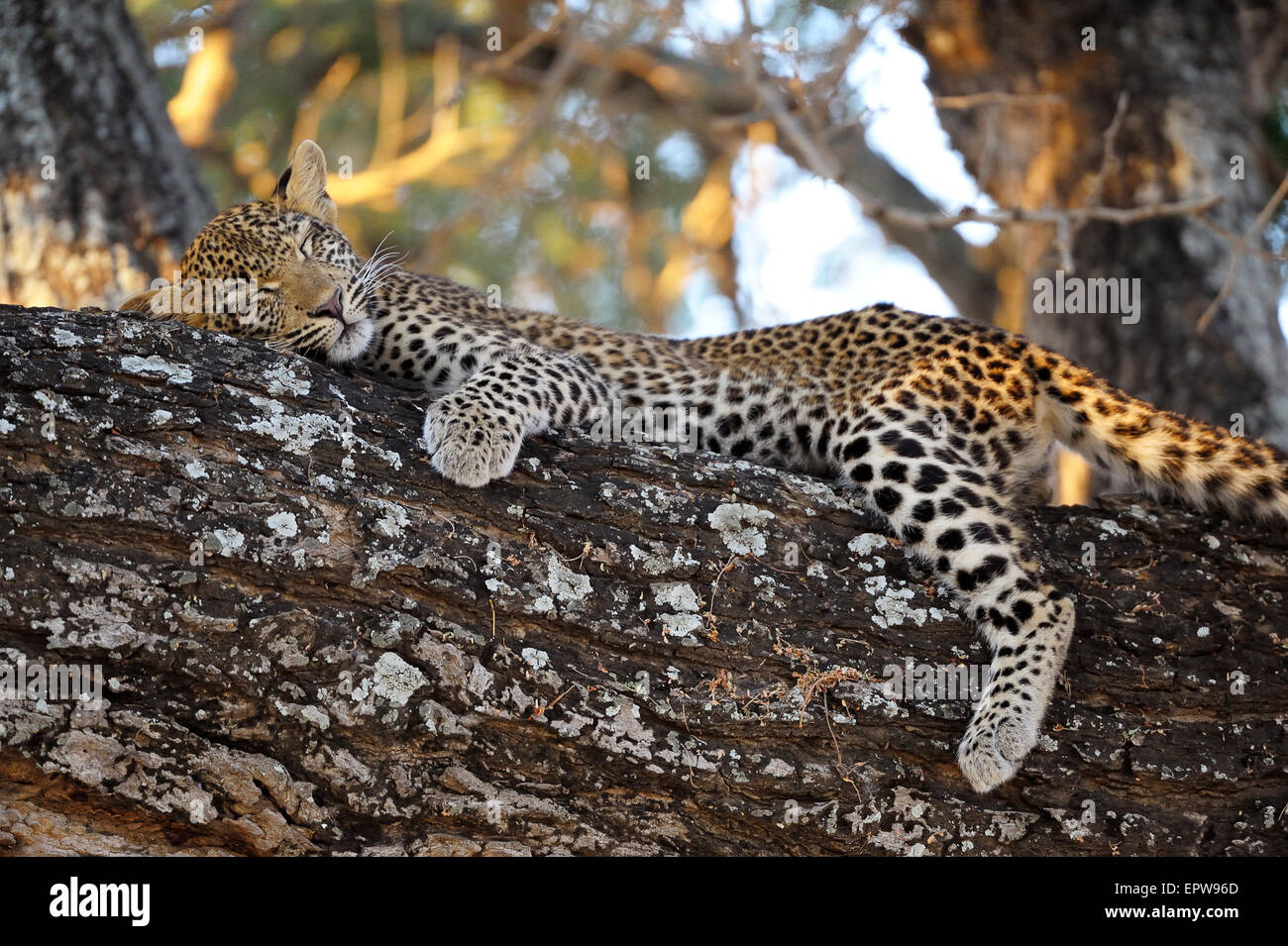 Leopard (Panthera pardus), sleeping cub in a tree, Lower Zambezi ...