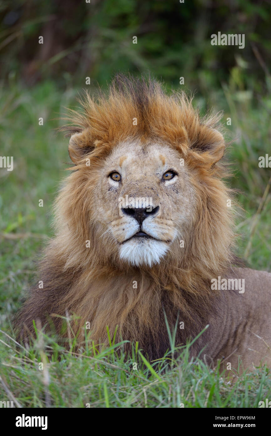 Lion (Panthera leo), squinting male, Maasai Mara National Reserve ...