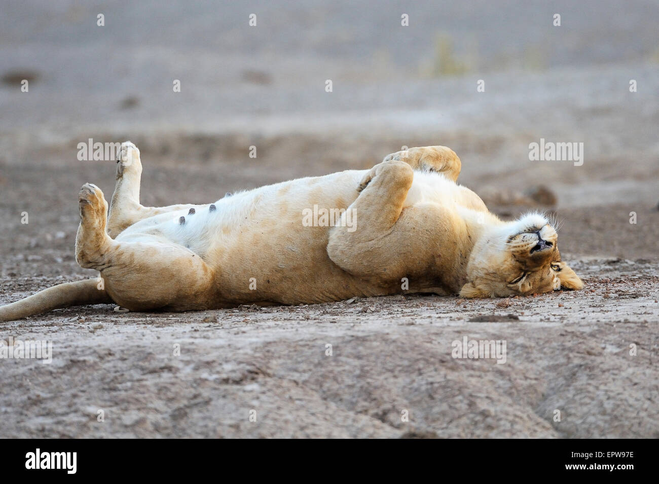 Lioness Sitting Back