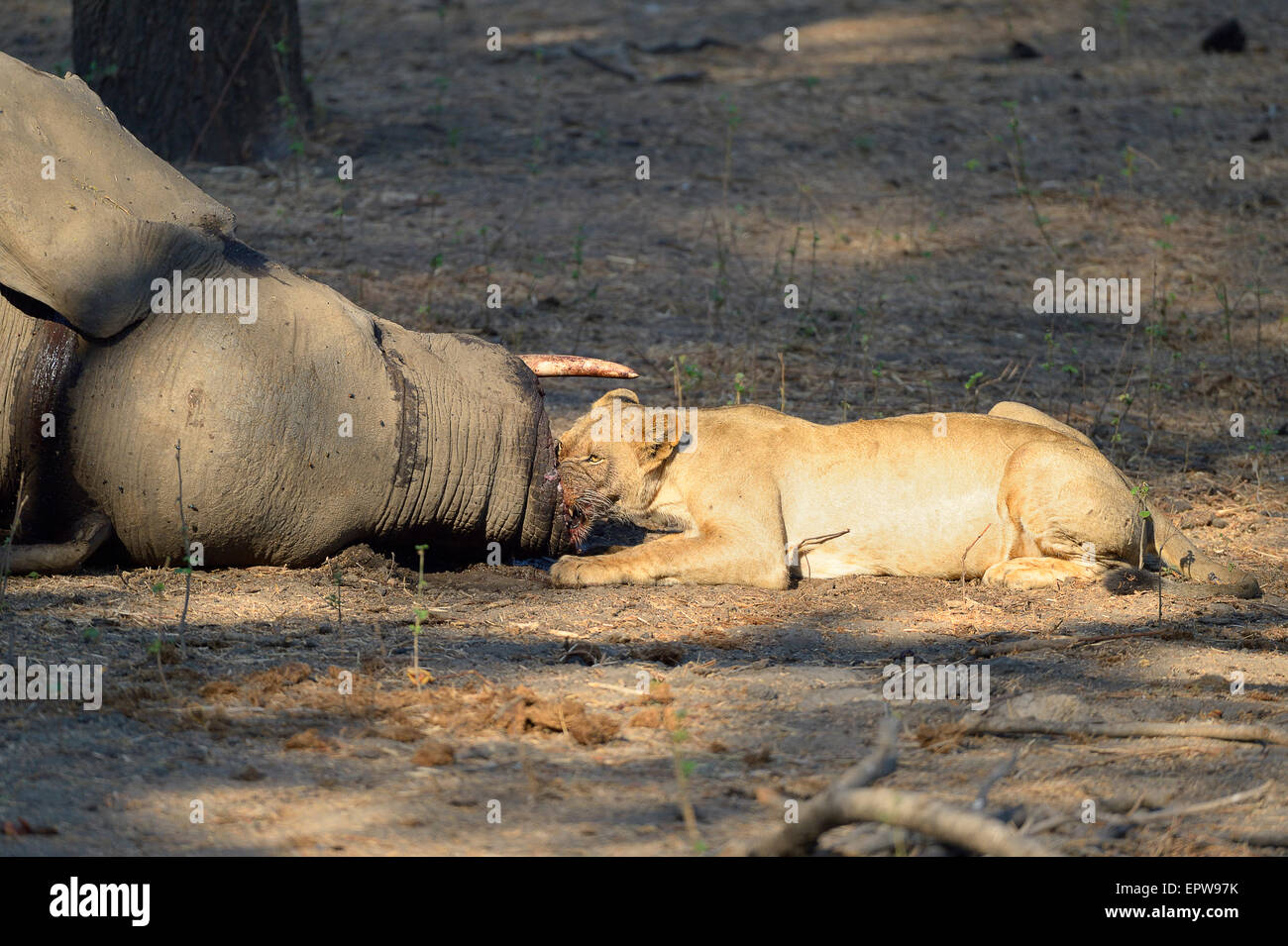 Lion hunt elephant hi-res stock photography and images - Alamy