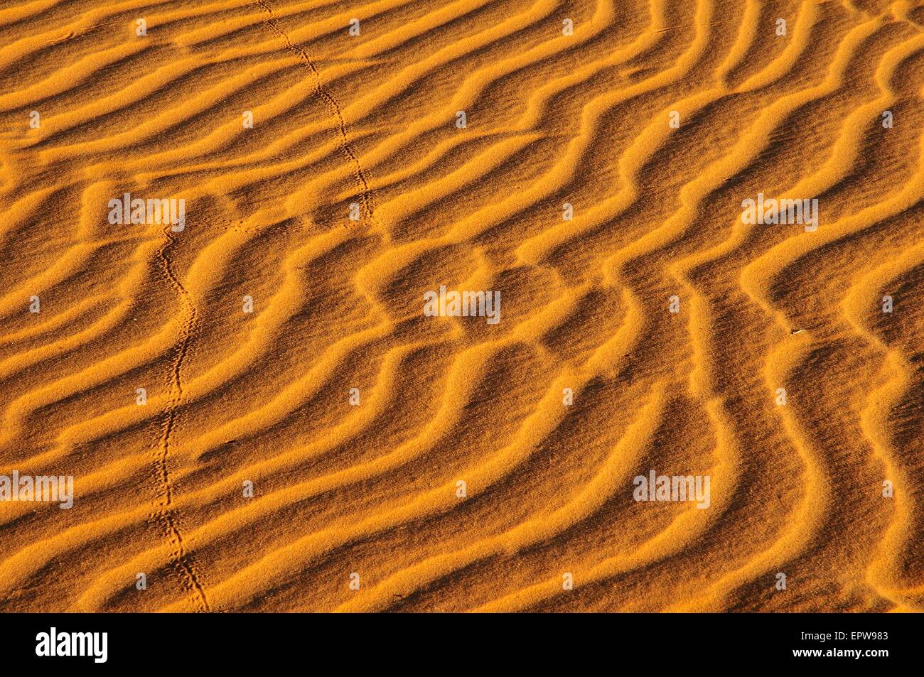 Sandy ribs hi-res stock photography and images - Alamy