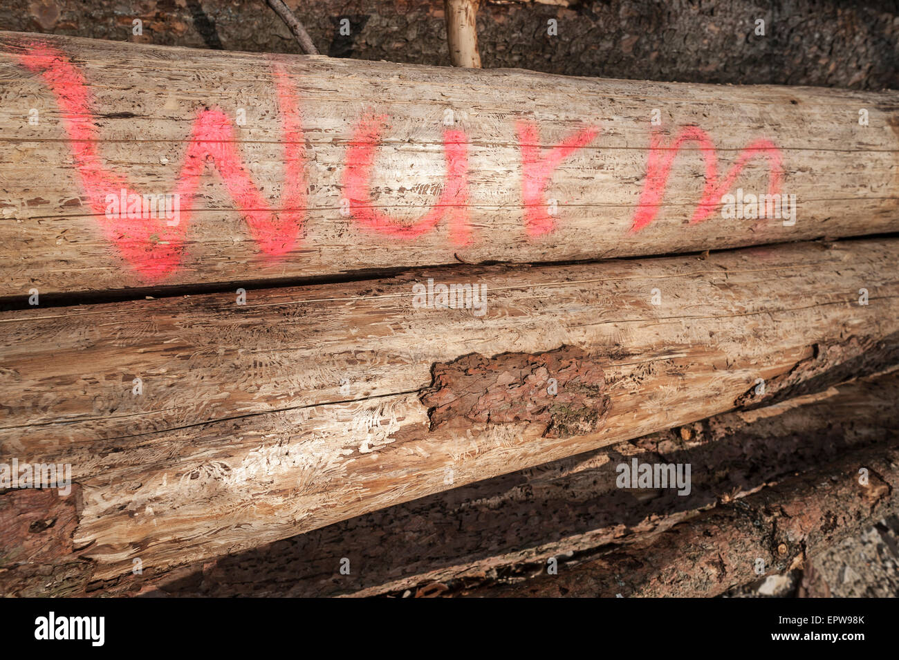 Peeled spruce logs (Picea abies) labelled with "Wurm", German for ...