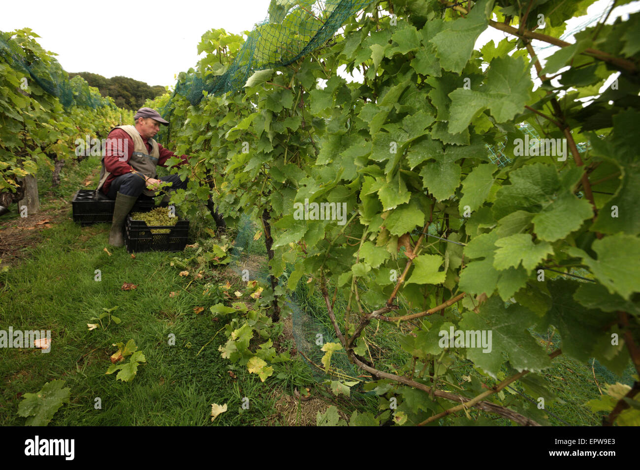 Welsh Wine. Award winning wines and sparkling wines from Parva Farm ...