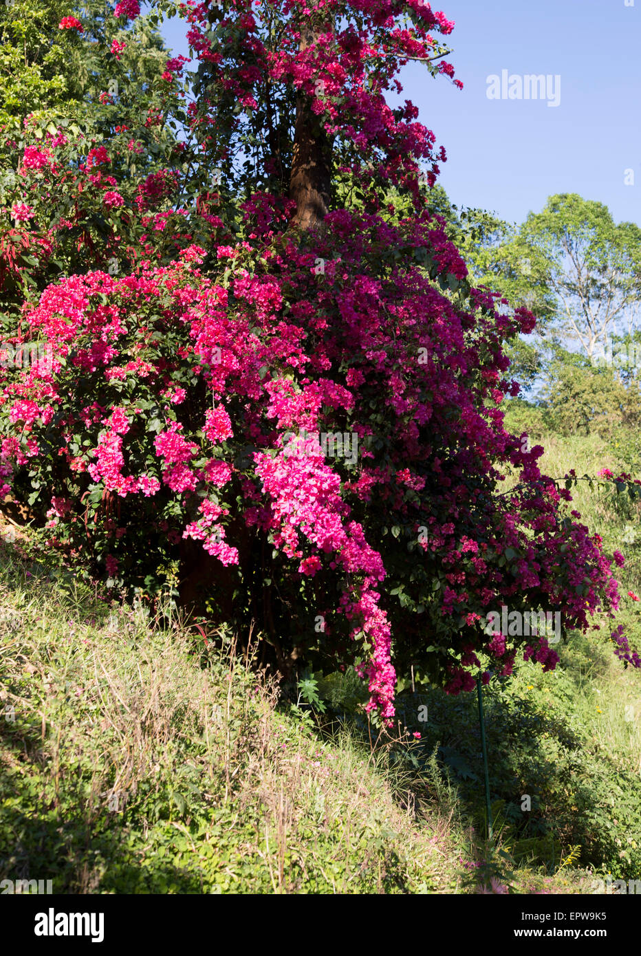Bougainvillea Spectabilis Cor-de-rosa Fundo Azul Nublado Do, 44% OFF