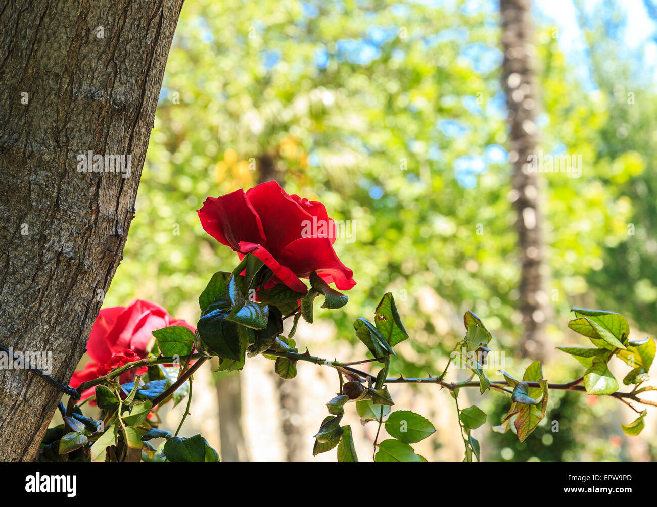 Shrub roses in the park Stock Photo - Alamy