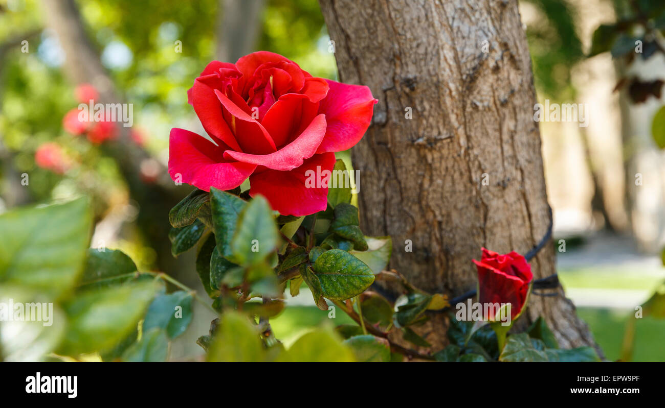 Shrub roses in the park Stock Photo - Alamy