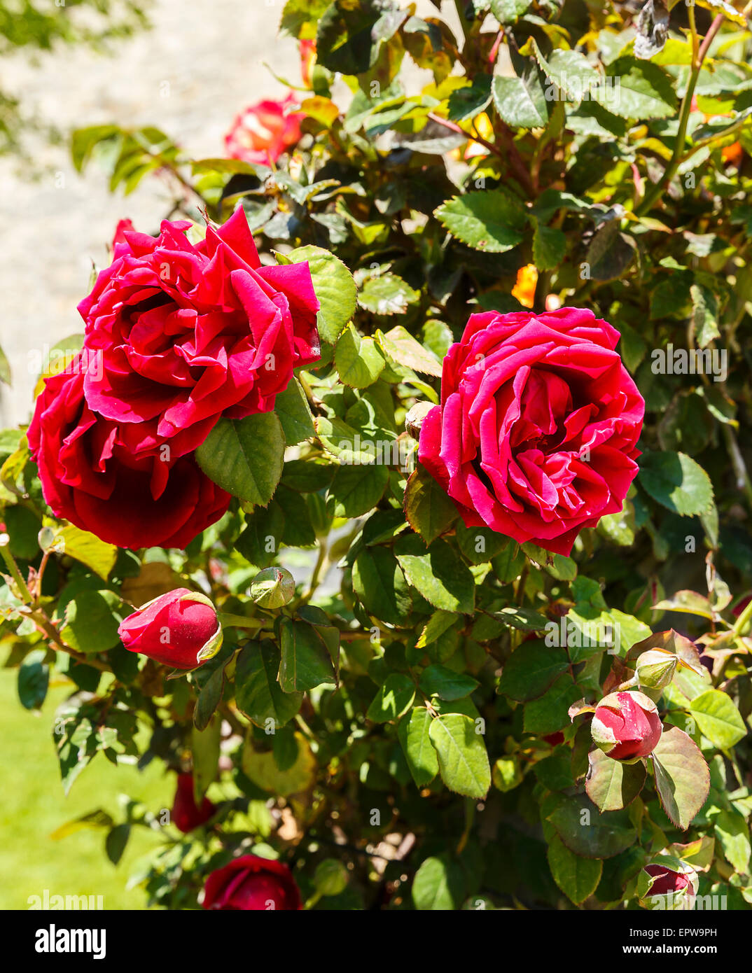 Shrub roses in the park Stock Photo - Alamy