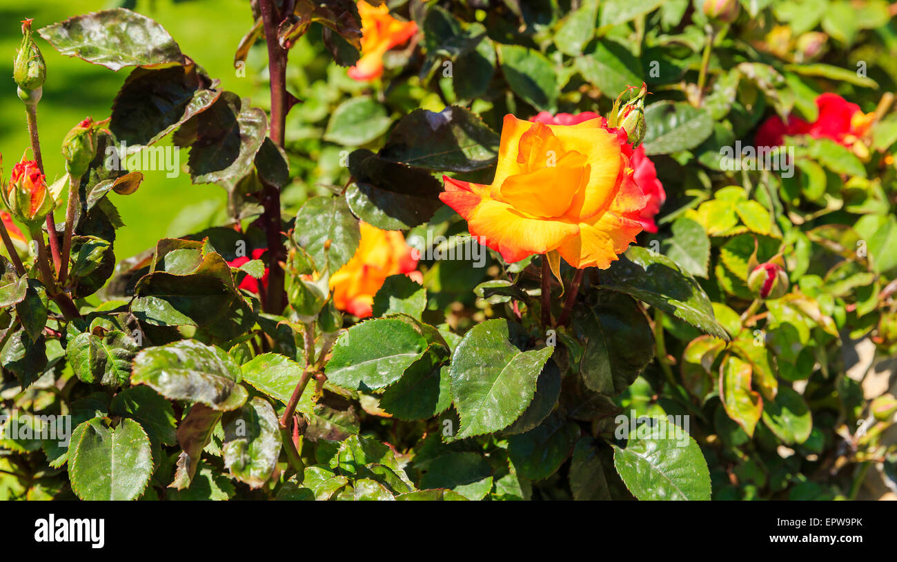Yellow-red rose in the garden Stock Photo - Alamy