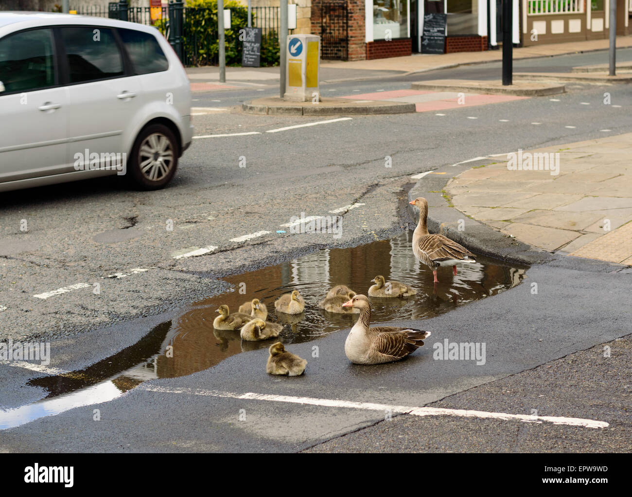 Paddling in puddle hi-res stock photography and images - Alamy