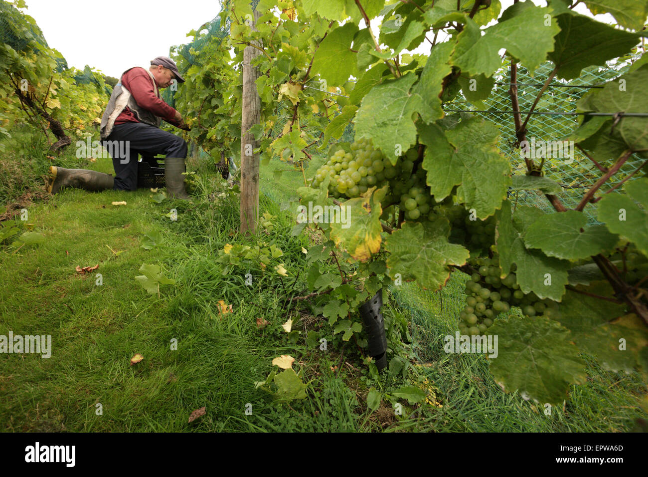 Welsh Wine. Award winning wines and sparkling wines from Parva Farm ...