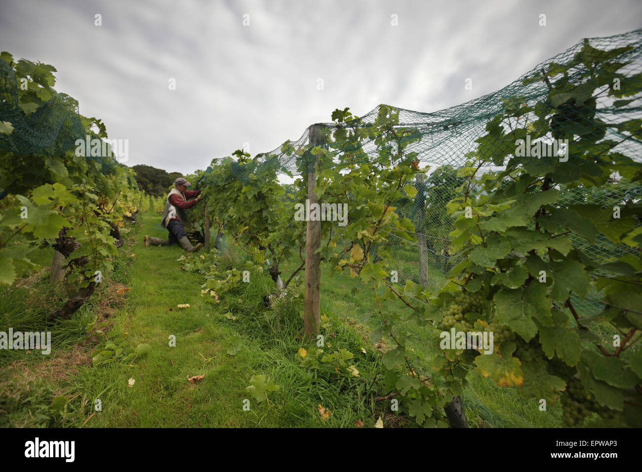 Welsh Wine. Award winning wines and sparkling wines from Parva Farm ...