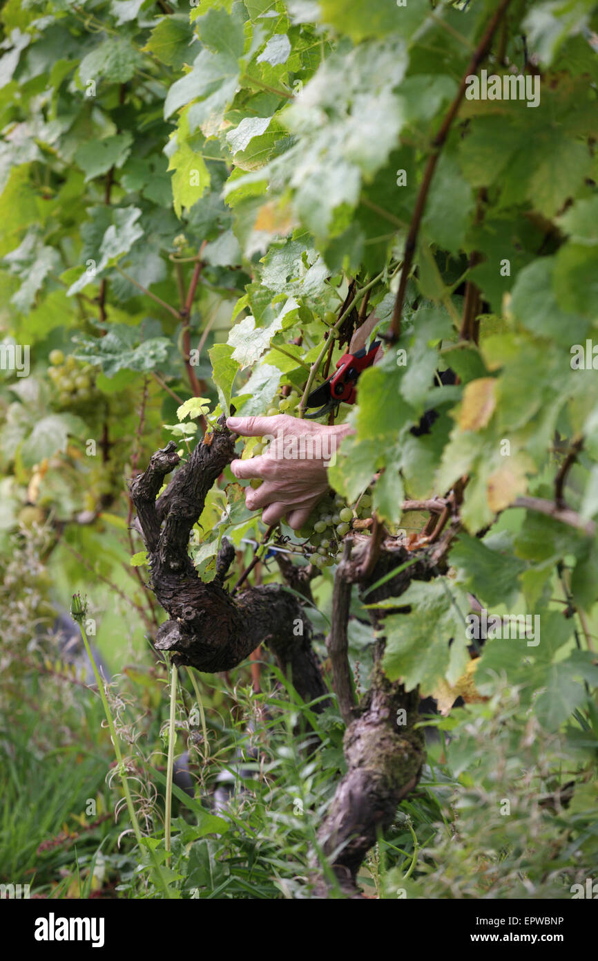 Welsh Wine. Award winning wines and sparkling wines from Parva Farm ...