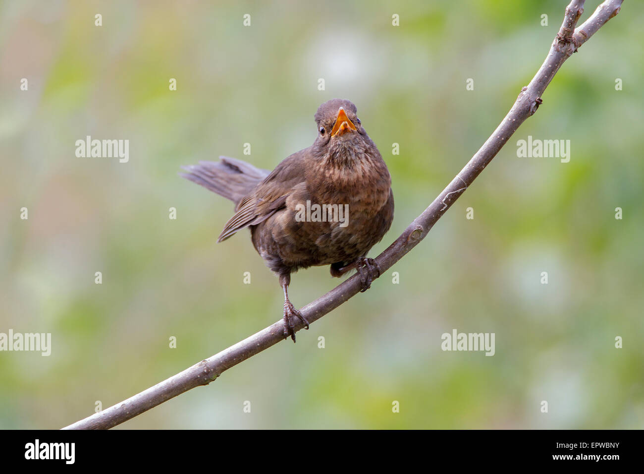 Blackbird. Turdus merula (Turdidae) Male Stock Photo - Alamy