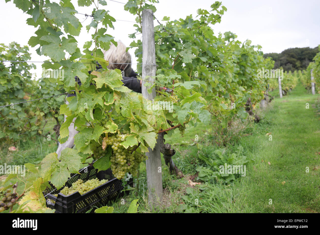 Welsh Wine. Award winning wines and sparkling wines from Parva Farm ...