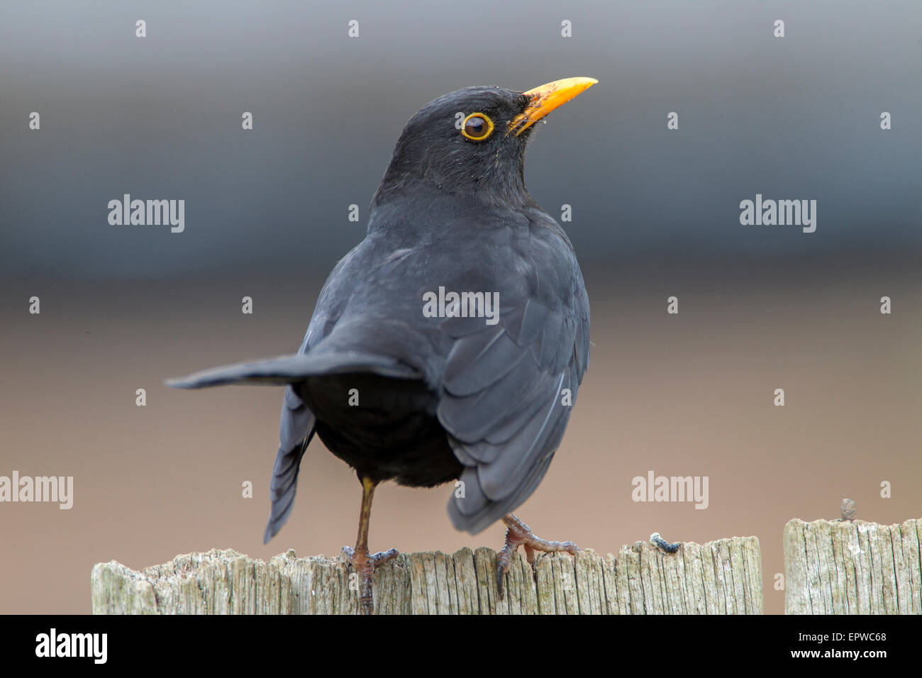 Blackbird. Turdus merula (Turdidae) Male Stock Photo - Alamy