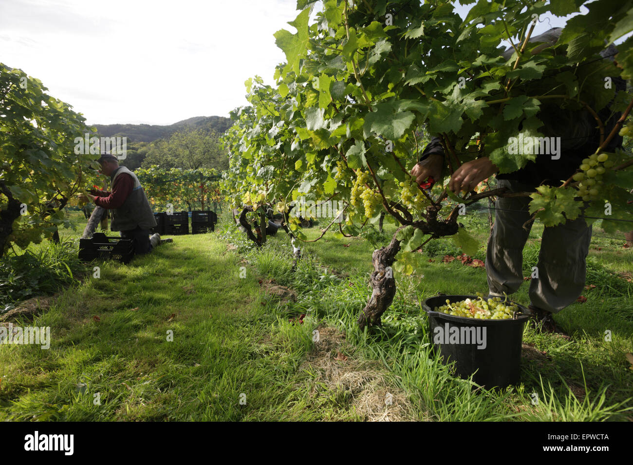 Welsh Wine. Award winning wines and sparkling wines from Parva Farm ...