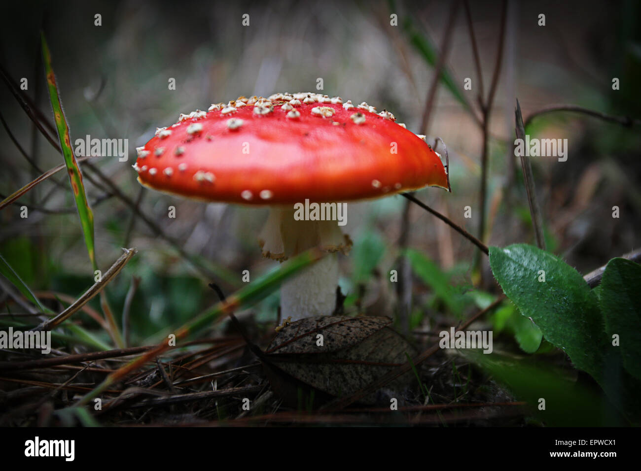 A beautiful toadstool Stock Photo - Alamy
