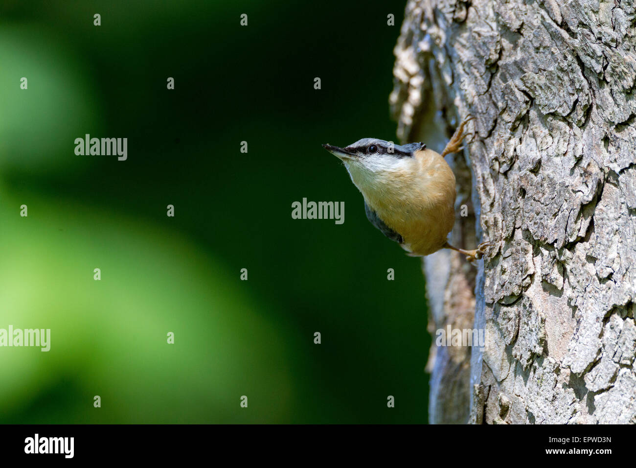 Nuthatch. Sitta europaea (Sittidae Stock Photo - Alamy