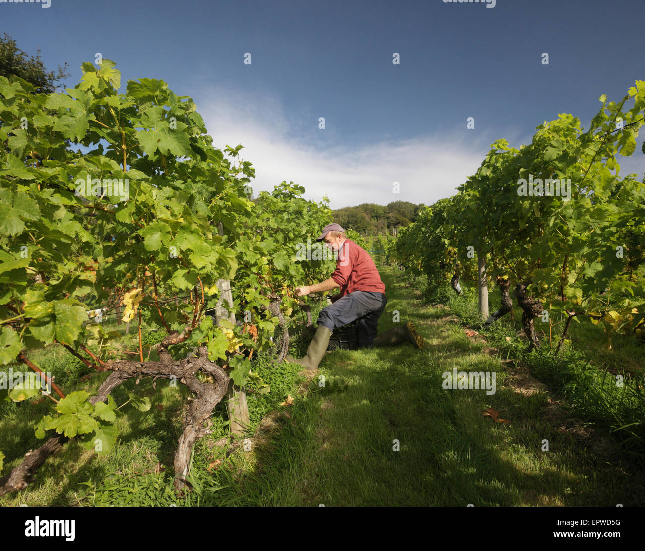 Welsh Wine. Award winning wines and sparkling wines from Parva Farm ...