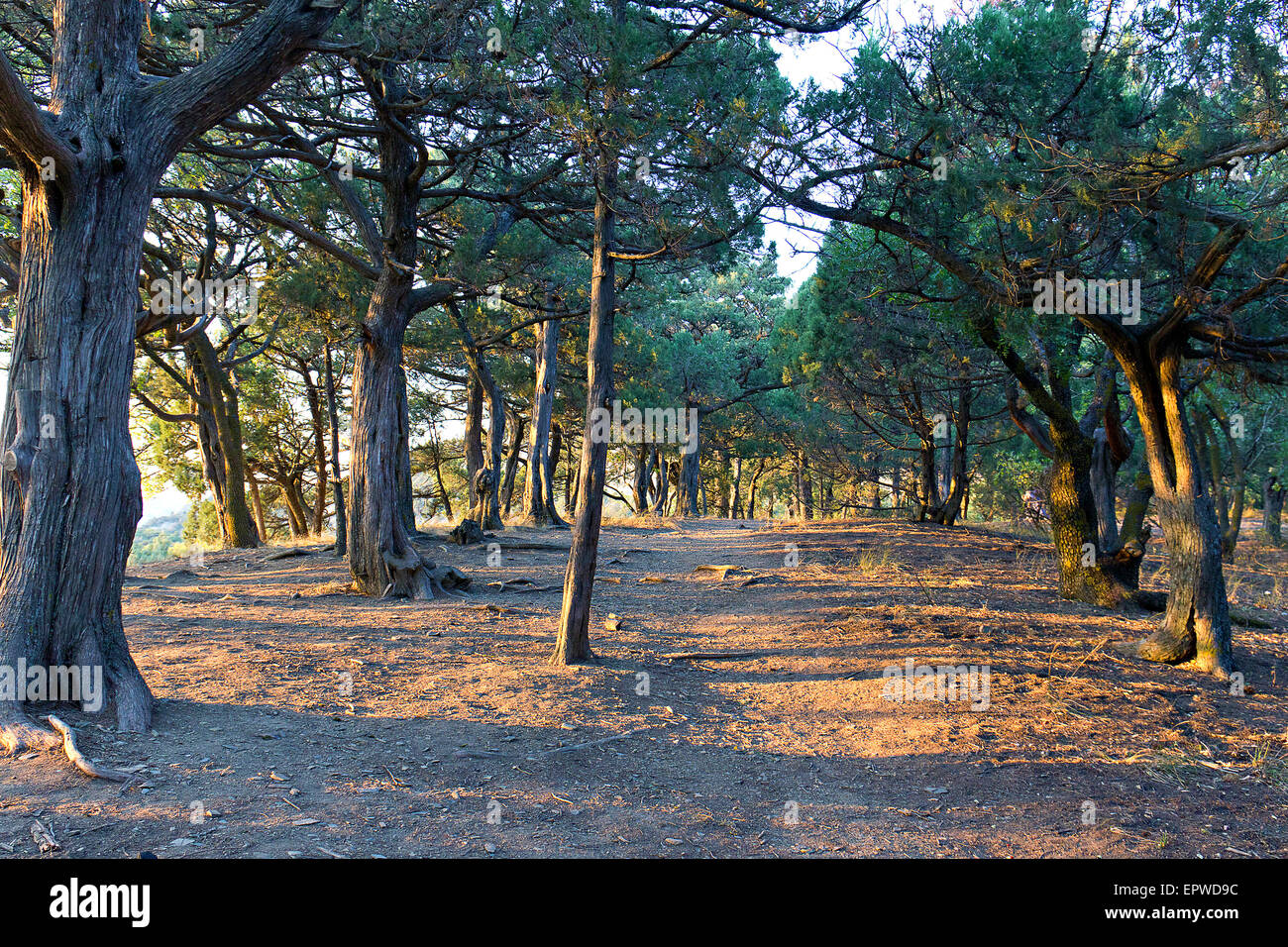 Fall landscape forest clearing in hi-res stock photography and images ...
