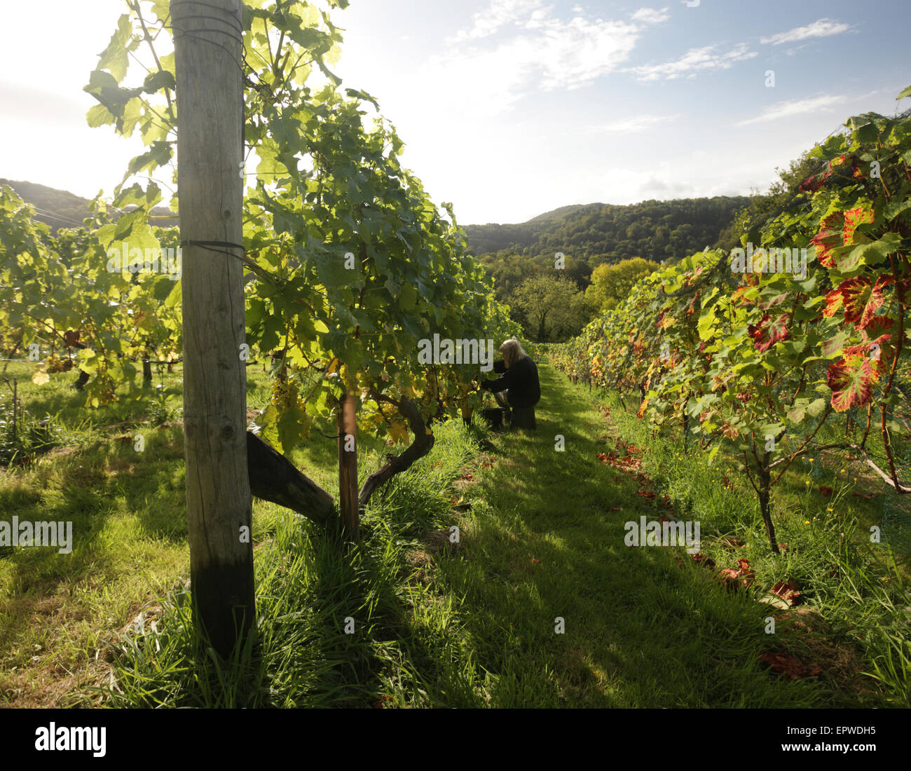 Welsh Wine. Award winning wines and sparkling wines from Parva Farm ...