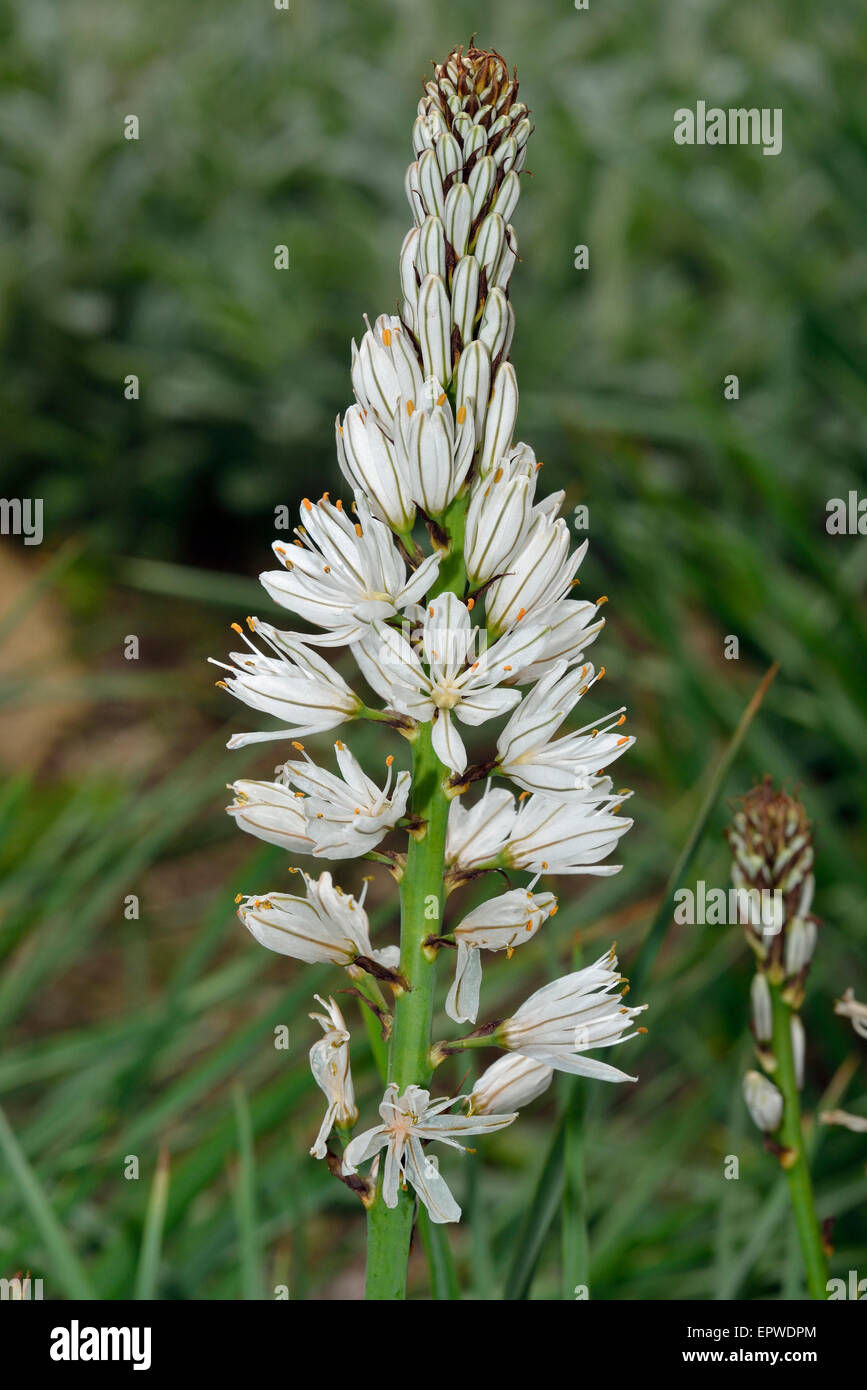 White asphodel plant asphodelus albus hi-res stock photography and ...