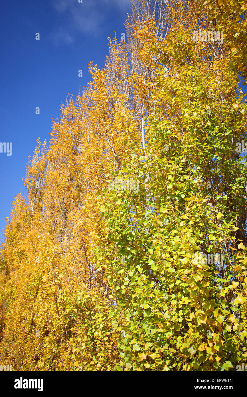 Poplar trees in autumn hi-res stock photography and images - Alamy