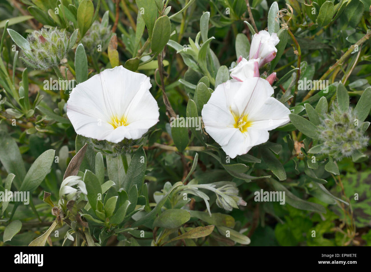 Shrubby or Silvery Convolvulous - Convolvulus cneorum Mediterranean ...