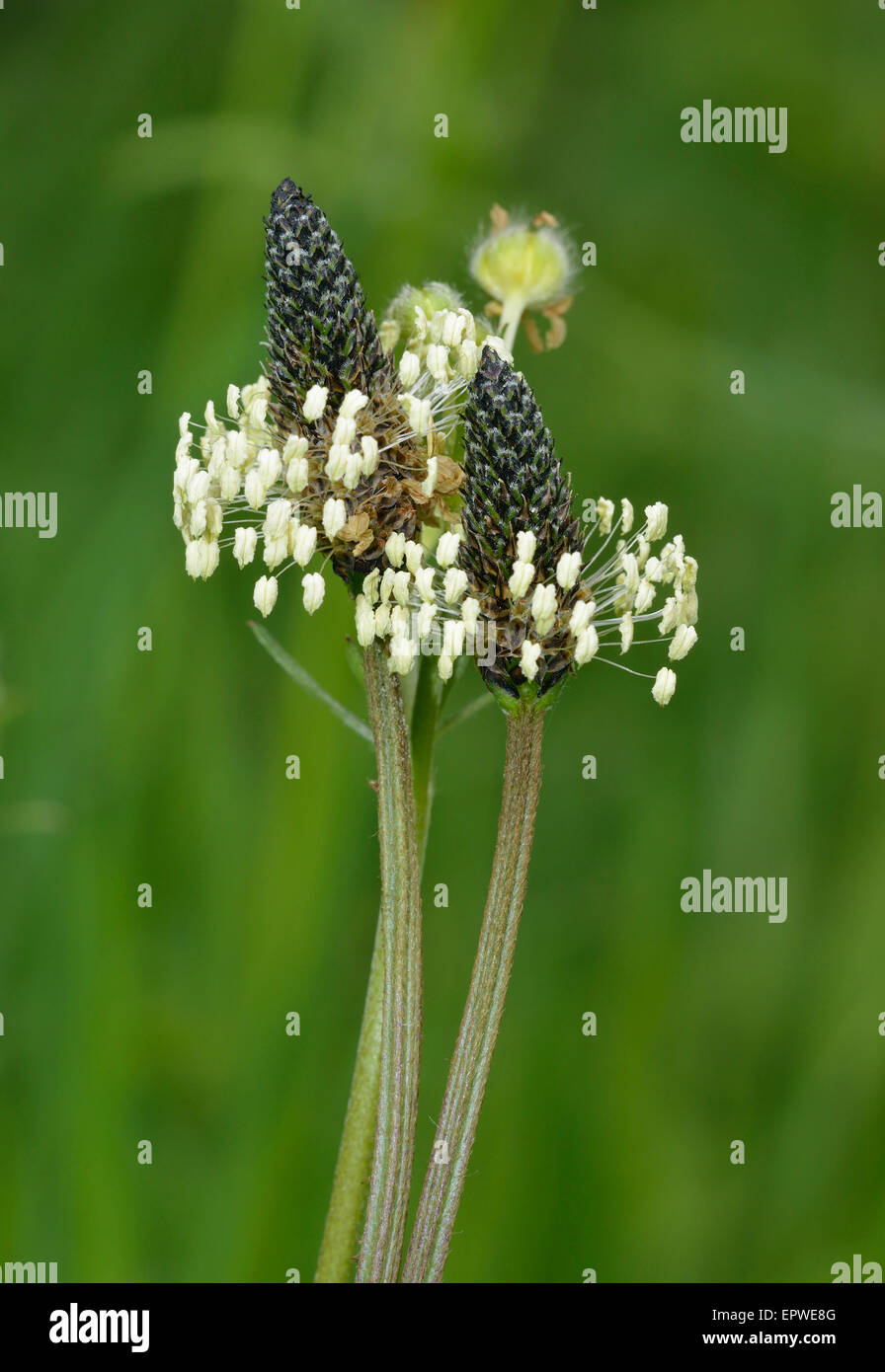 Ribwort Plantain - Plantago lanceolata Common grassland flower Stock ...