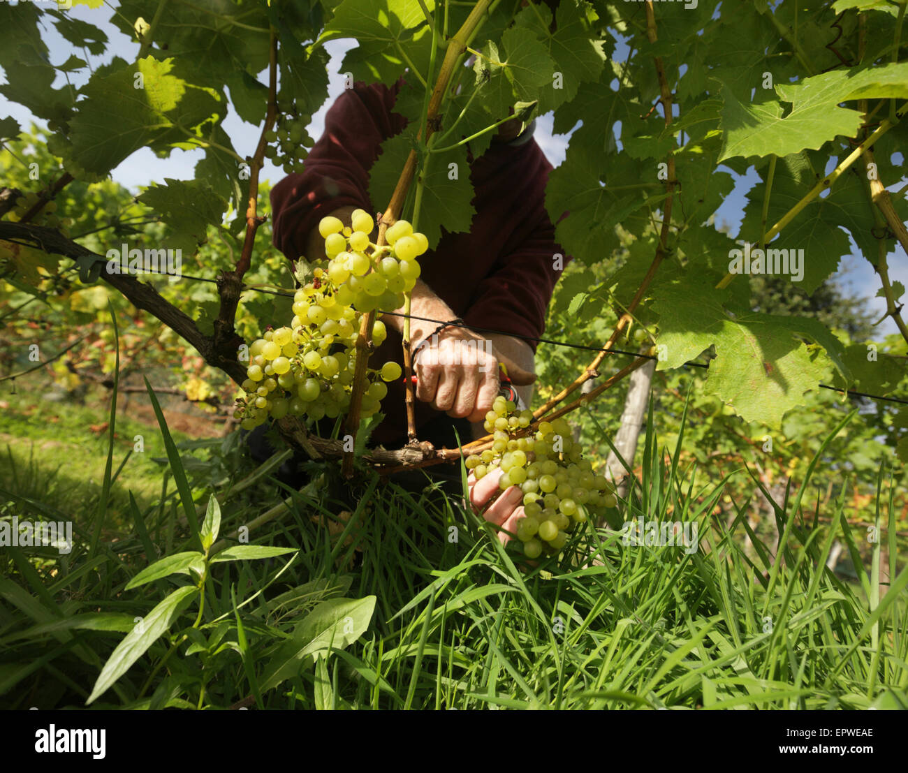 Welsh Wine. Award winning wines and sparkling wines from Parva Farm ...