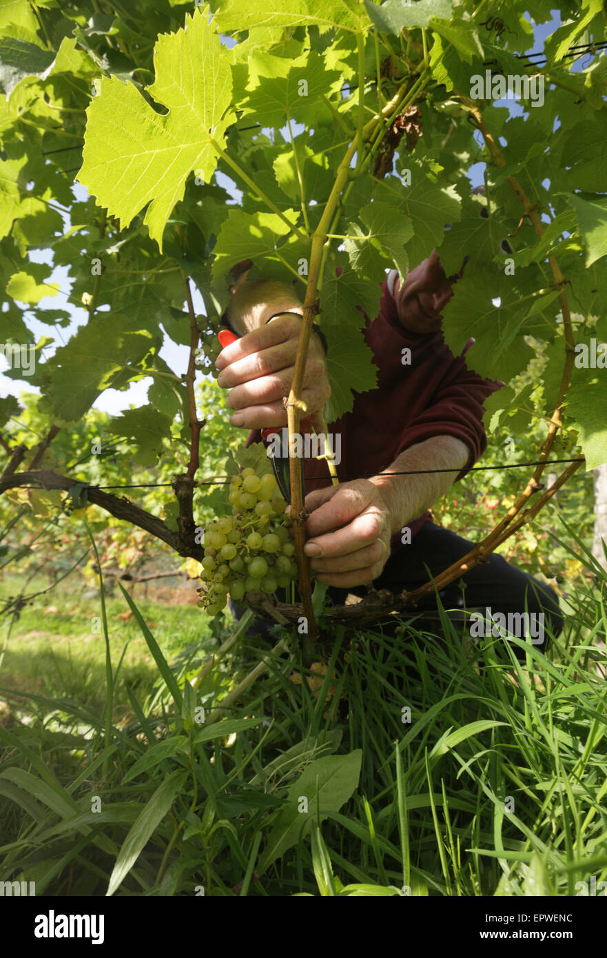 Welsh Wine. Award winning wines and sparkling wines from Parva Farm ...