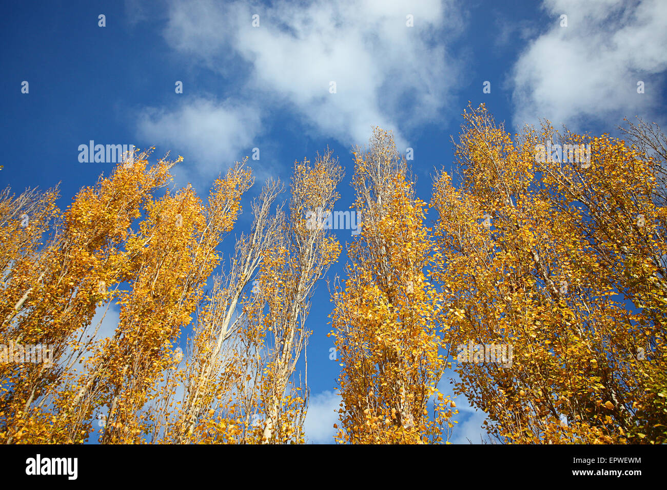 poplar trees in autumn / fall Stock Photo - Alamy