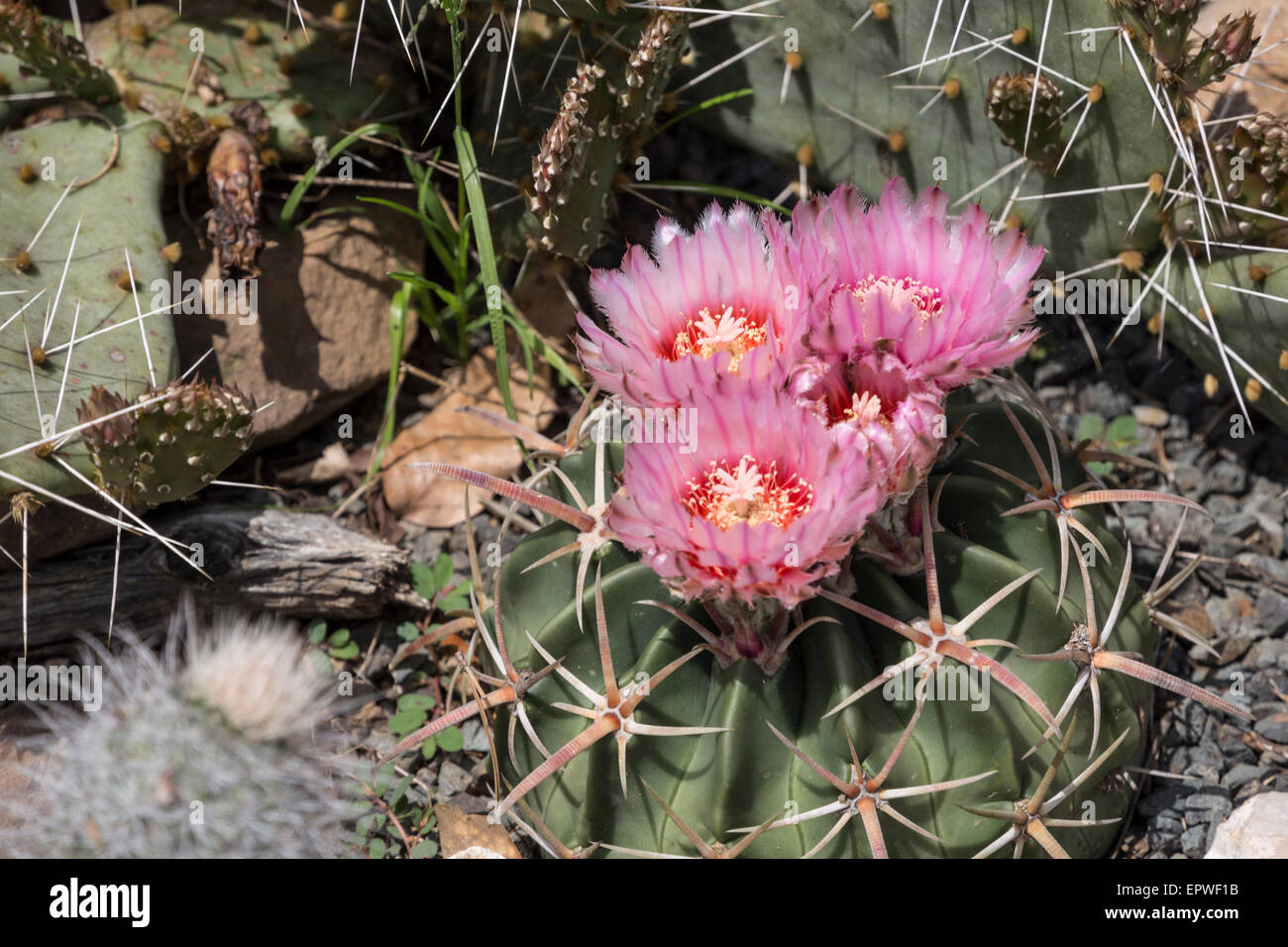 Flowering Cactus, Bob Campbell Geology Museum, South Carolina Botanical ...