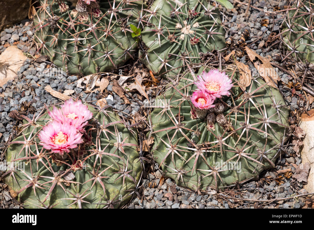 Flowering Cactus, Bob Campbell Geology Museum, South Carolina Botanical ...