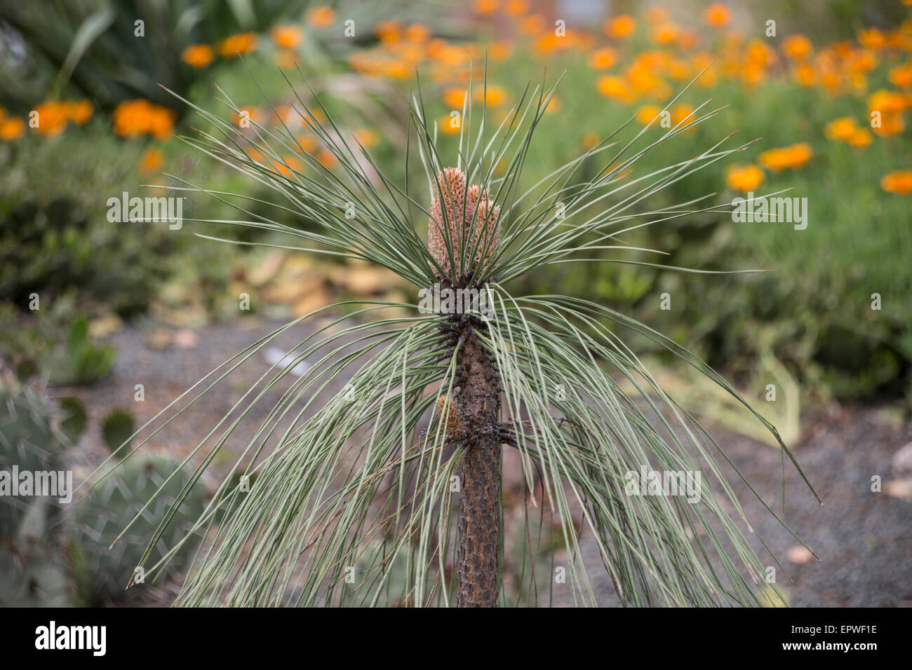 Apache Pine, Bob Campbell Geology Museum, South Carolina Botanical ...