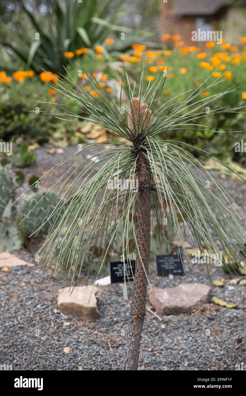 Apache pine hi-res stock photography and images - Alamy