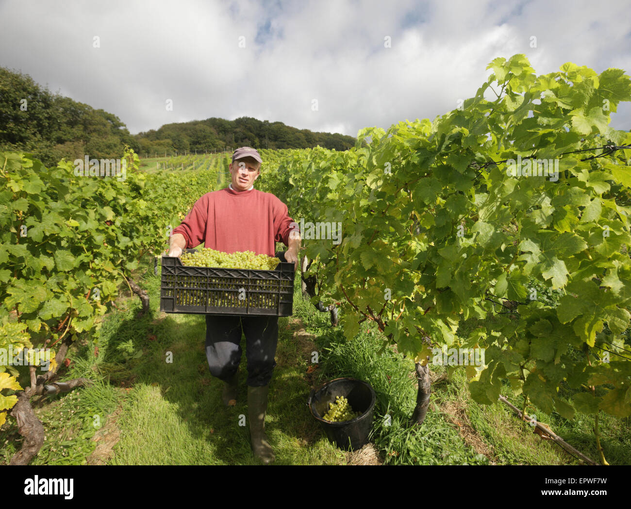 Welsh Wine. Award winning wines and sparkling wines from Parva Farm ...