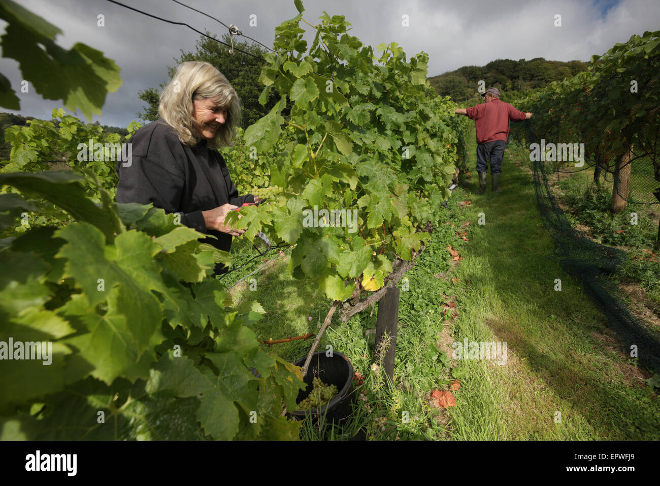 Welsh Wine. Award winning wines and sparkling wines from Parva Farm ...