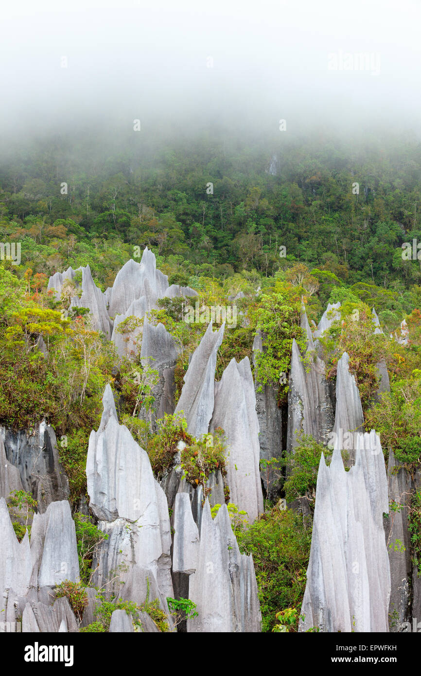 Limestone pinnacles at gunung mulu national park Stock Photo - Alamy