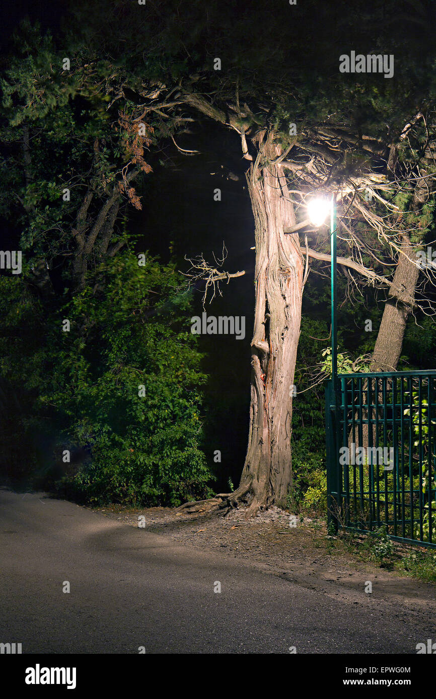 shining light under a tree by the road at night Stock Photo - Alamy