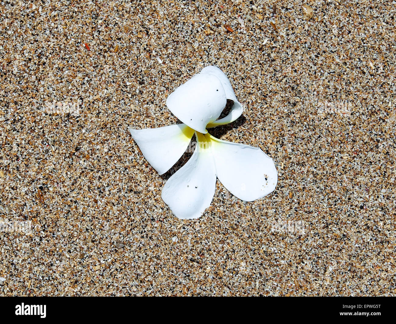 Orchid flower on the colourful beach sand Stock Photo - Alamy