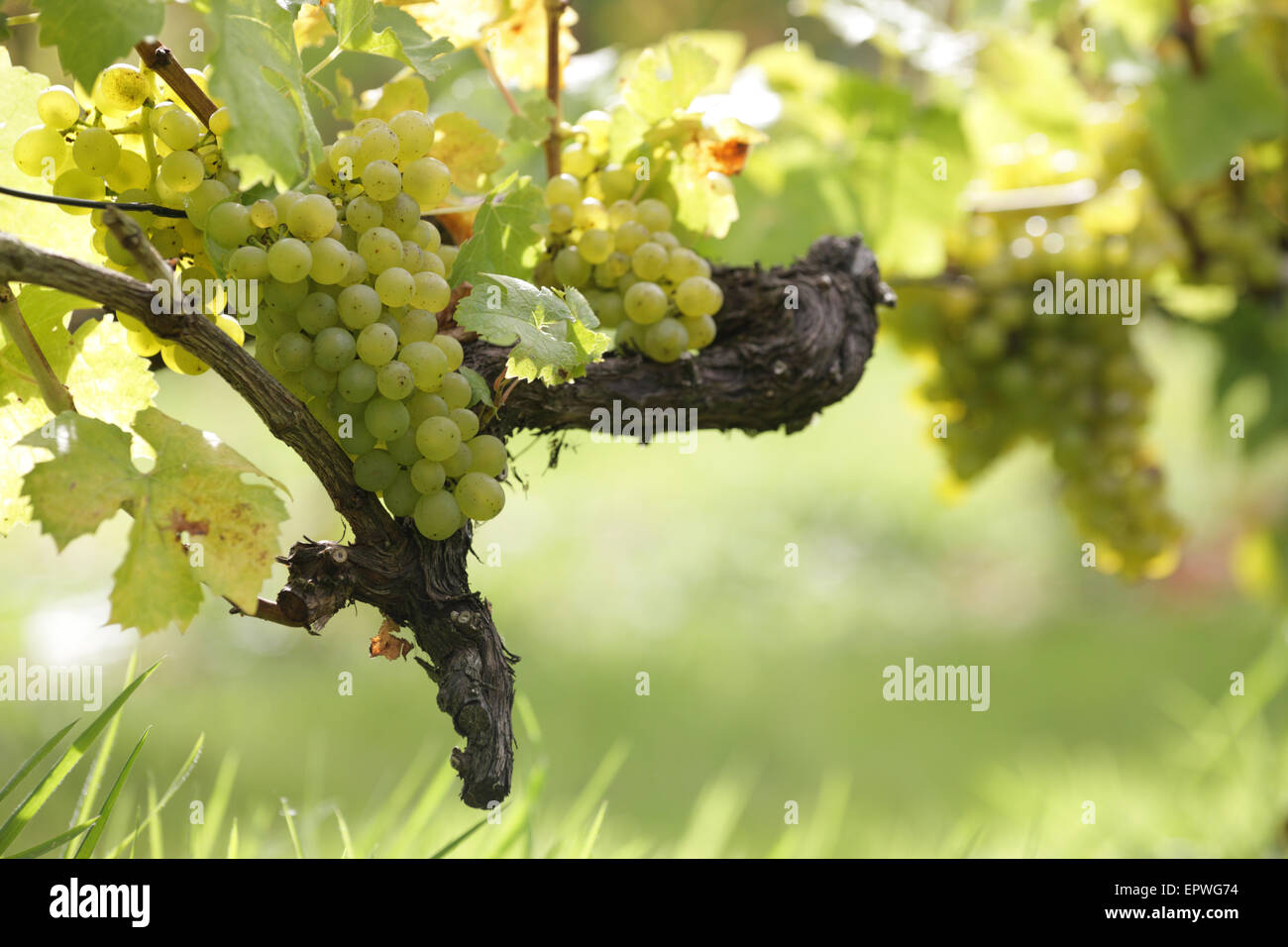 Welsh Wine. Award winning wines and sparkling wines from Parva Farm ...